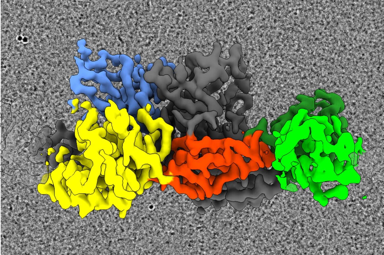 How synapses stick together: Scientists discover brain protein gephyrin ...