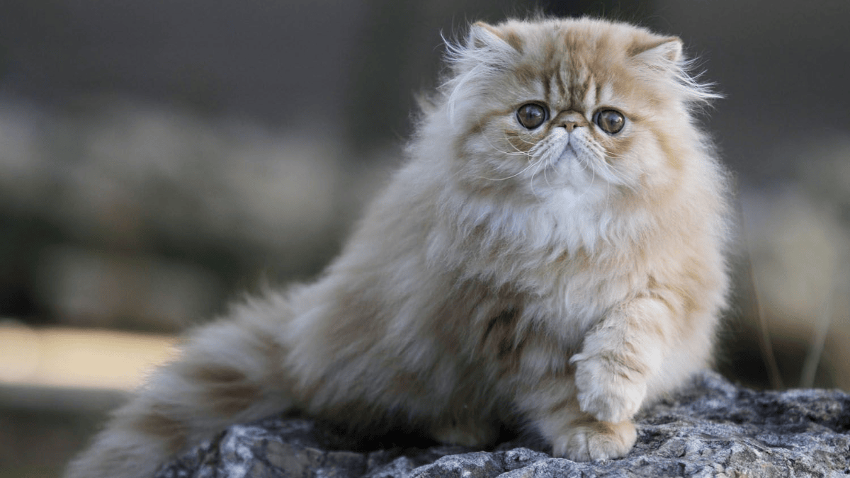 The grumpiest cat breeds: what makes them that way and how to deal with ...