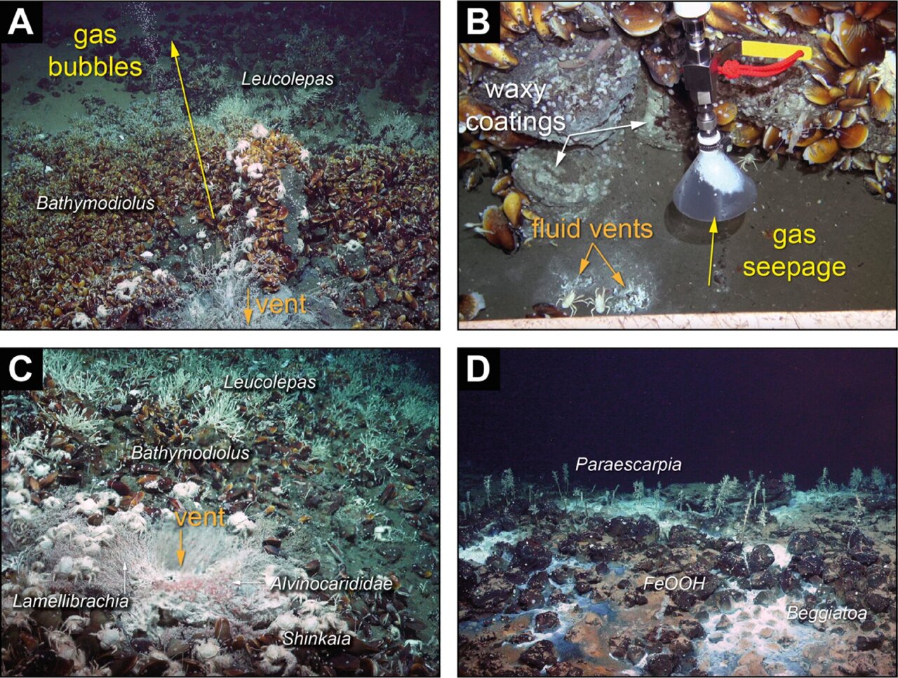 Novel hydrothermal system links two seabed phenomena