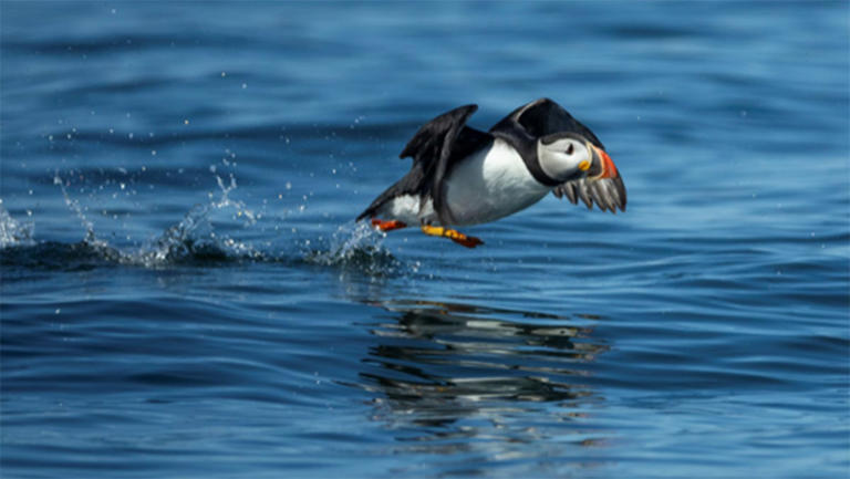 Father-Son Duo Captures the Secret Lives of Wild Birds in Can’t-Miss Series