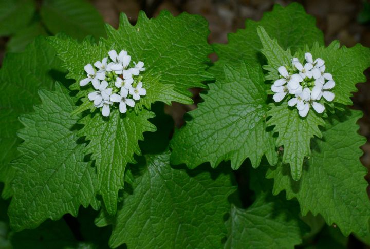 Do Not Let These 20 Invasive Plants Overtake Your Yard
