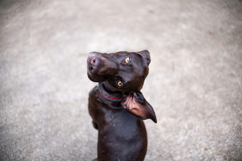 5 Reasons Your Dog Might Be Giving You The Side-Eye
