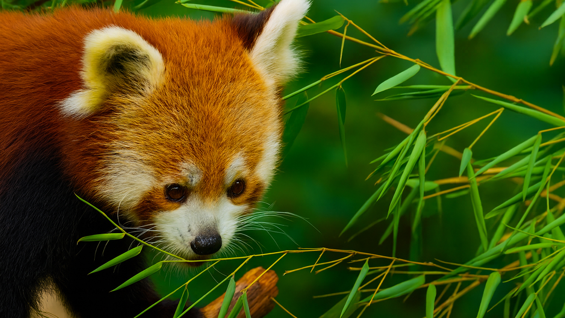 Ssser Roter Panda