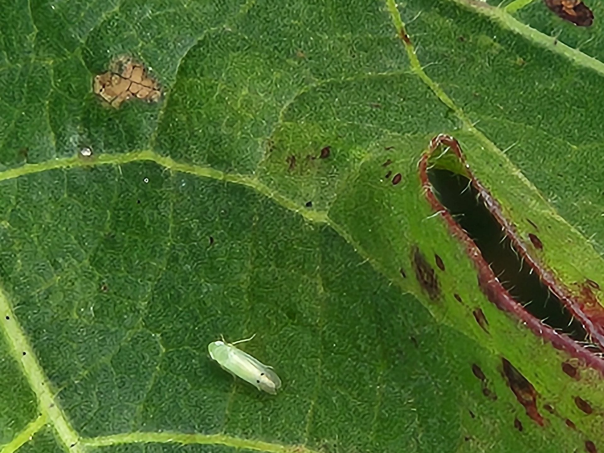 New invasive species spotted hopping around South Carolina. What it is ...