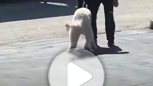 Dogs form special bond with FedEx driver