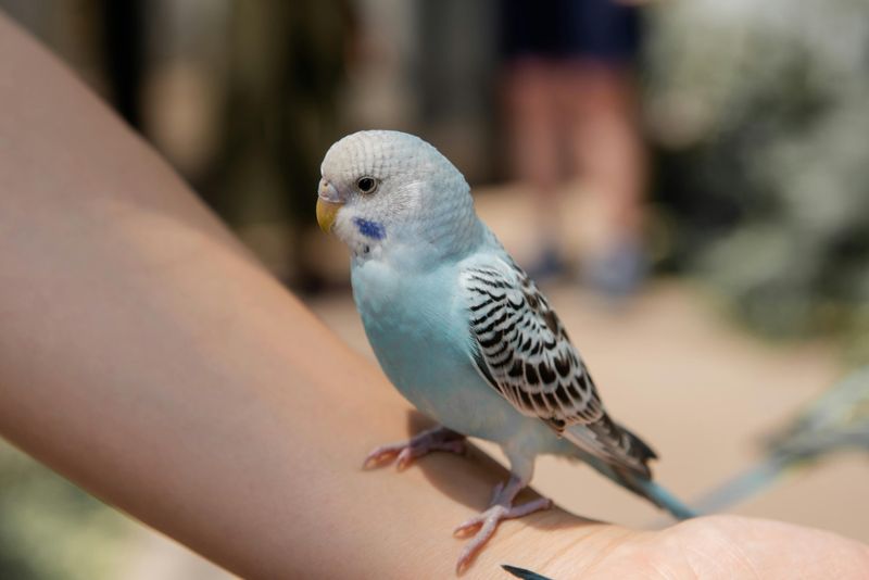 8 Beautiful Pet Birds You Could Own