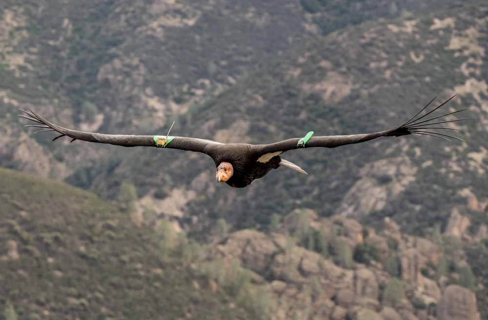 Why scientists had to make California’s giant condor “extinct” to save ...