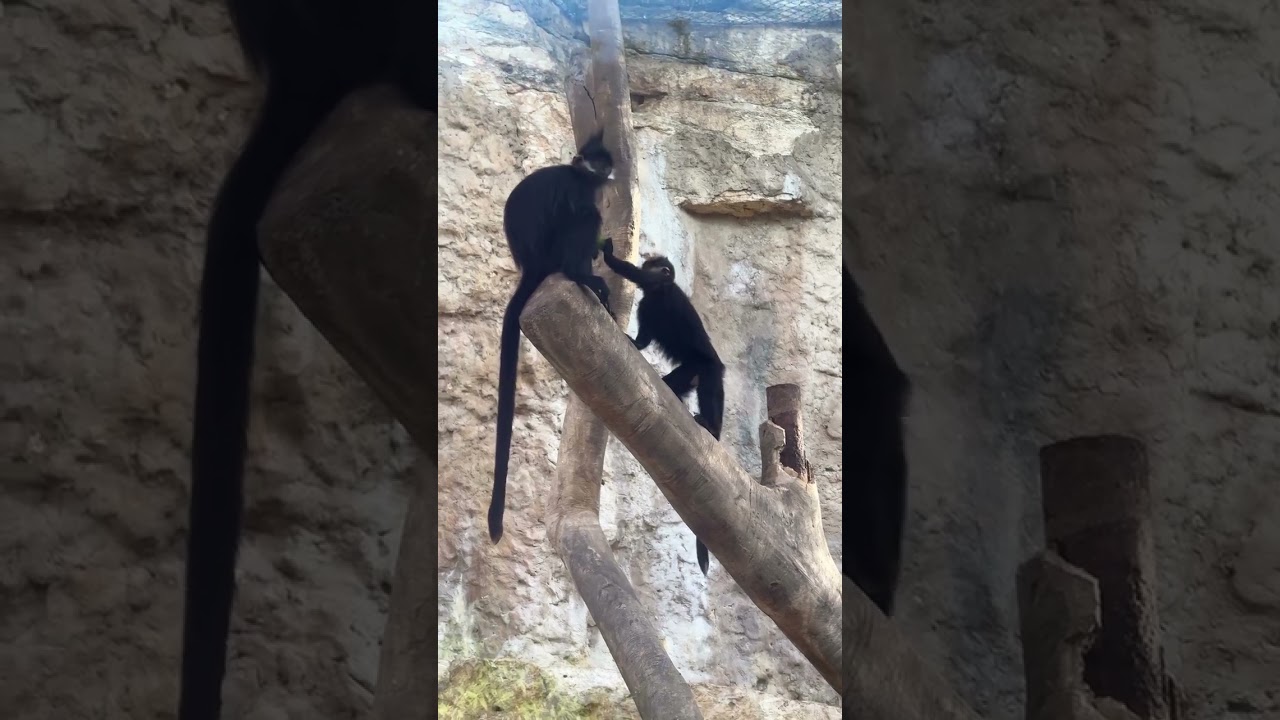 Animals reveal mischievous thoughts in playful, climbing moment
