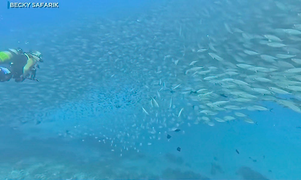 Divers record fish ‘explosion’ as earthquake strikes off Hawaii