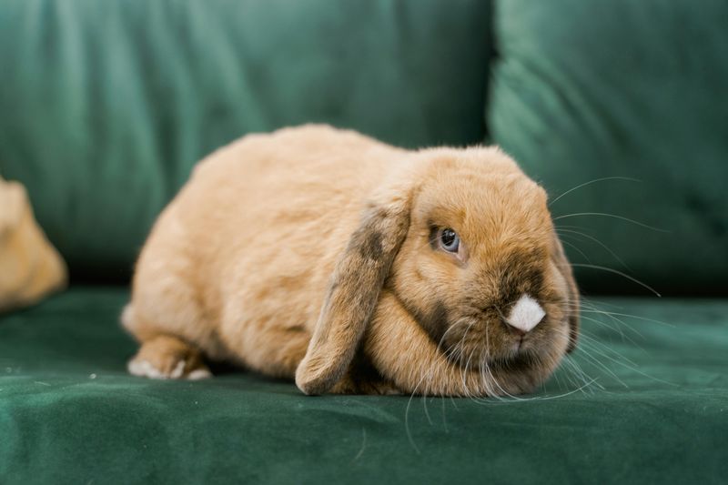 15 Benefits Of Owning A Pet Bunny