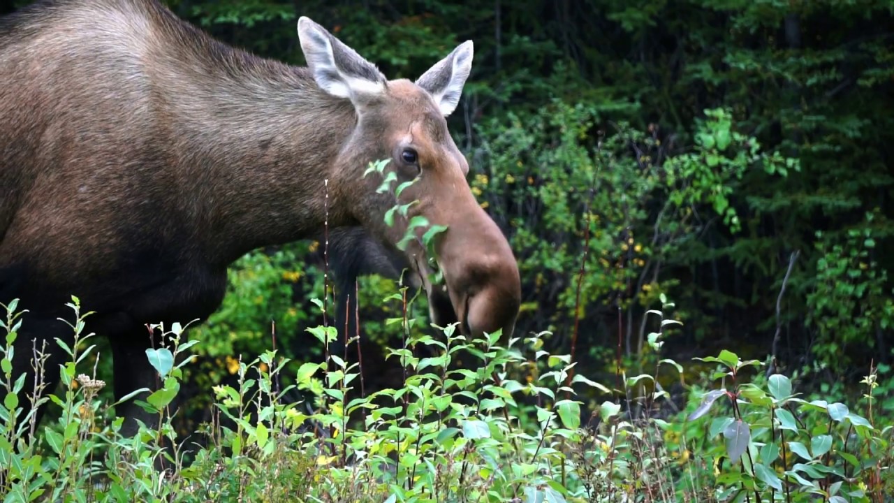 Polychromatic hibernation: a fall journey