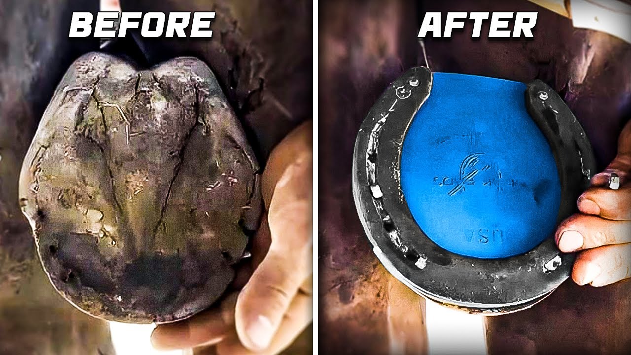 Horse hoof cleaning and restoration process
