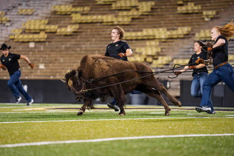 Meet Ralphie VII: CU Buffs to debut newest mascot on Saturday