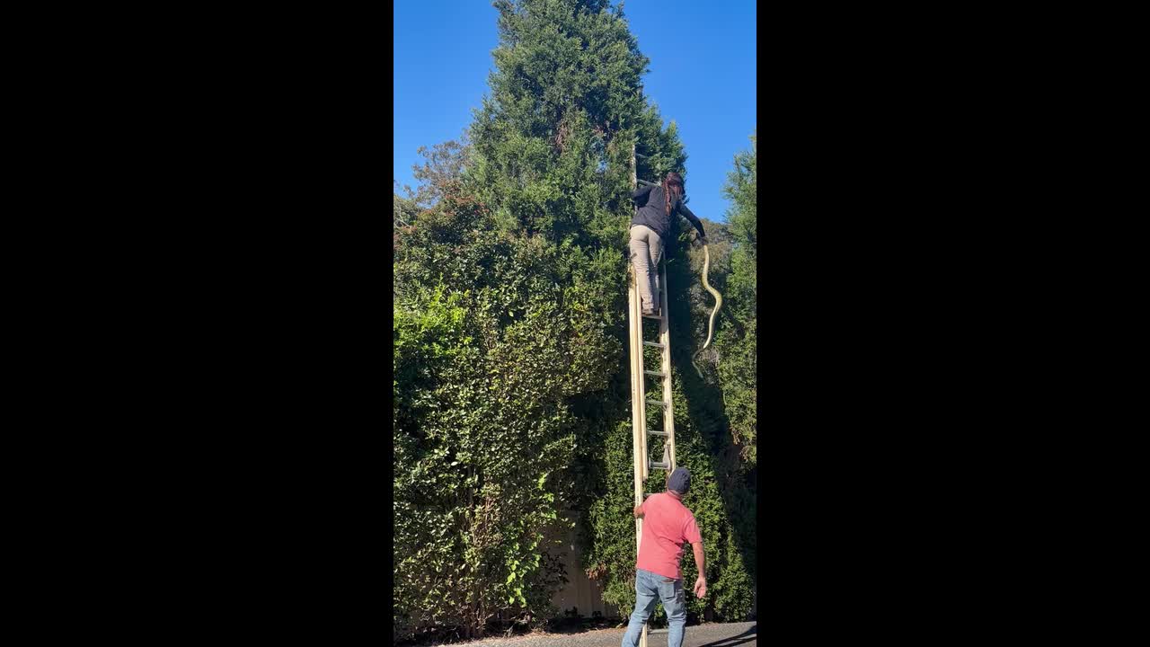 Ladder, dad, and a diamond python: Bronte’s snake catch goes viral with ...