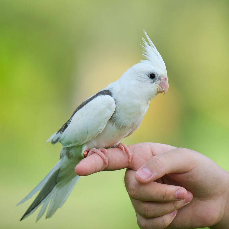 10 Small Pets That Live Longer Than Expected