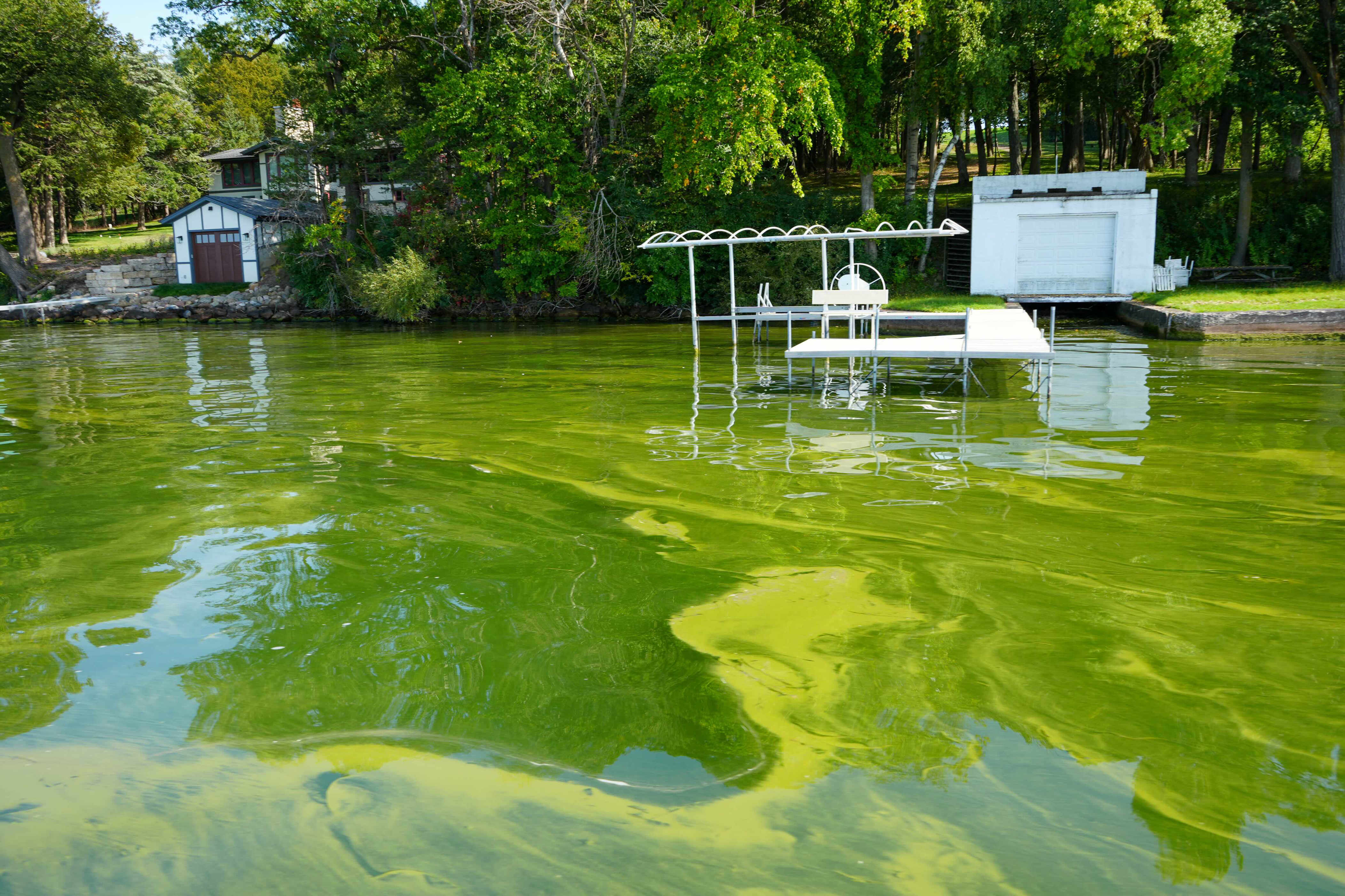 Blue-green algae conditions improve on Green Lake, but pollutants ...
