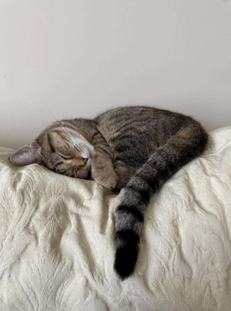 Lowe's Worker Hears A Strange Noise — Then Realizes A Little Animal Is ...