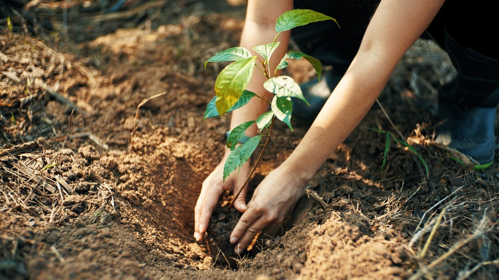 Bay Area scientists dig into how to keep soils healthy as planet warms