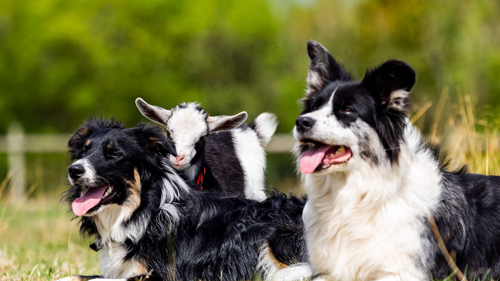 Border Collies become surrogate parents to tiny, neglected goat