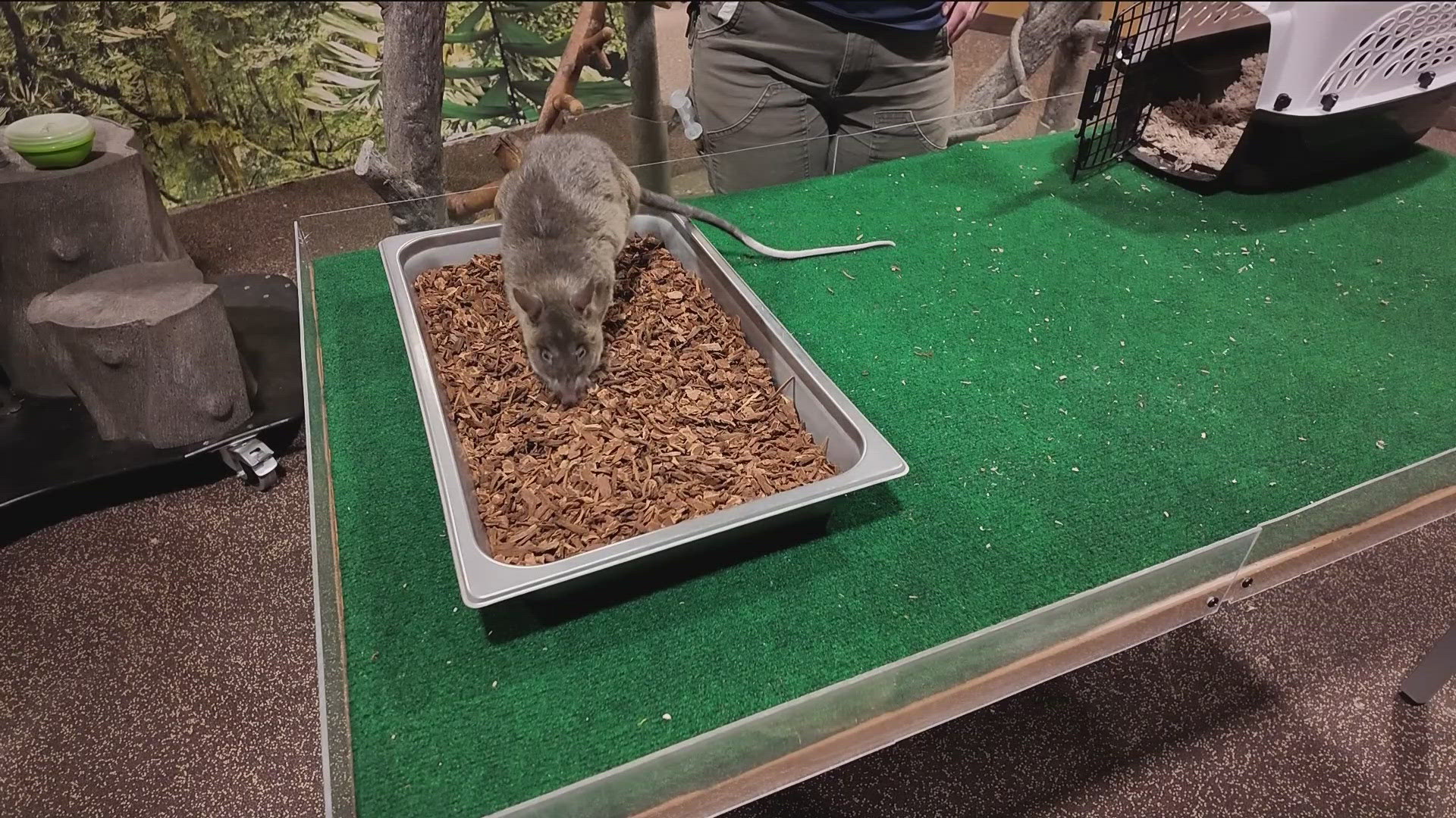 Oregon's pouched rats are learning life-saving skills