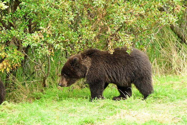 It's Fat Bear Week! Here's Everything You Need to Know About the 2025 ...