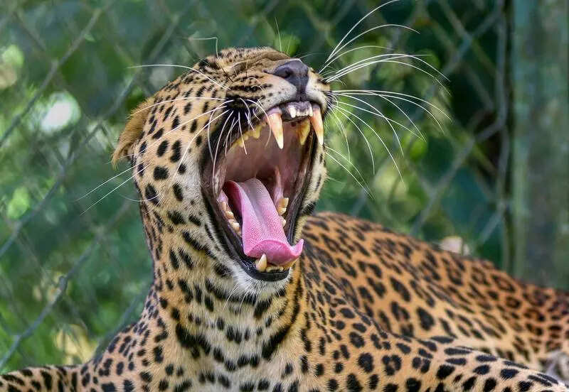 Leopard sighting prompts search and awareness drive in Mumbai’s ...