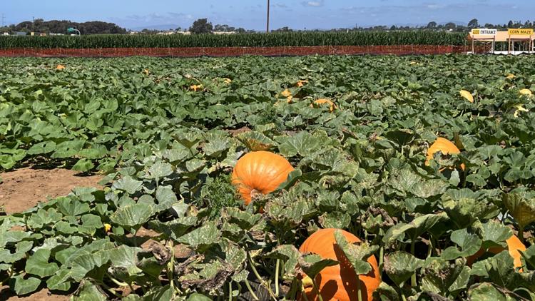2025 pumpkin patch guide for San Diego County