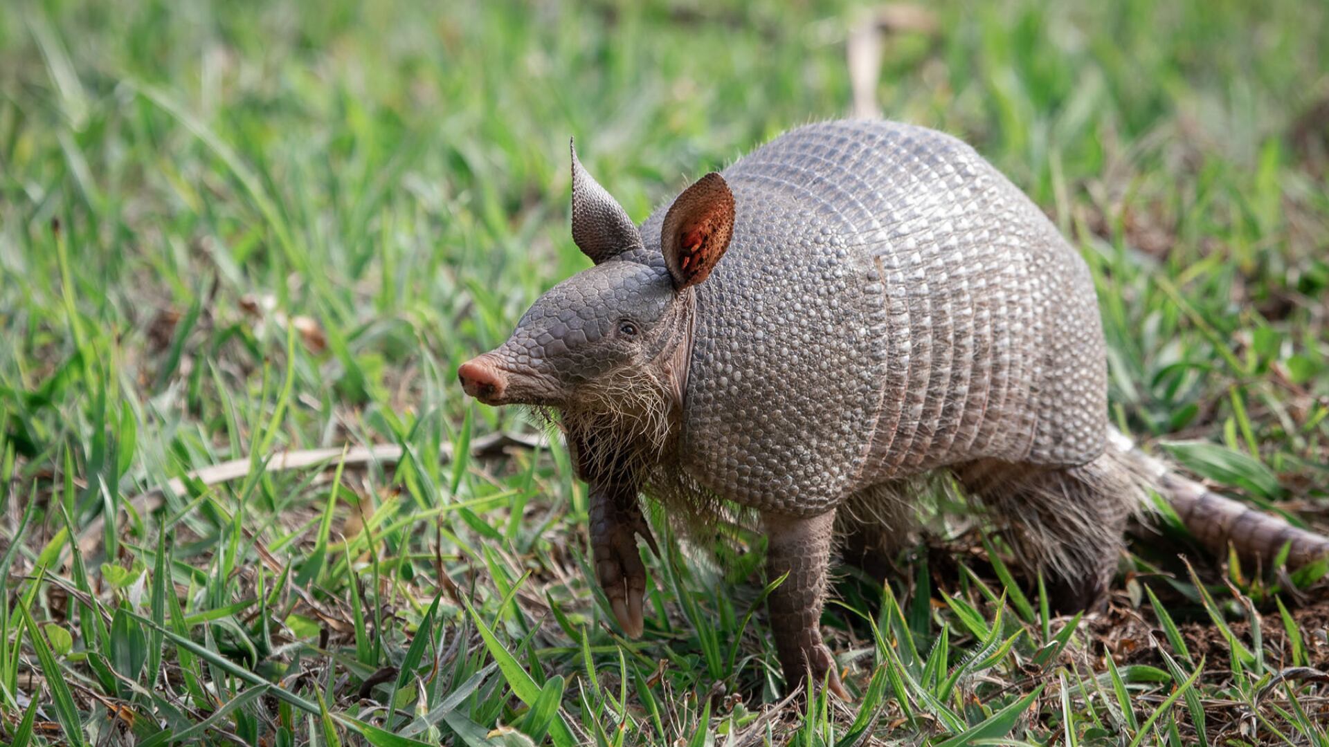 Missouri Department of Conservation gives tips on treating armadillos