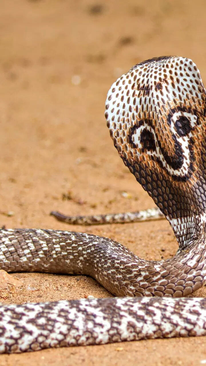 8 poisonous snakes in India and where to spot them