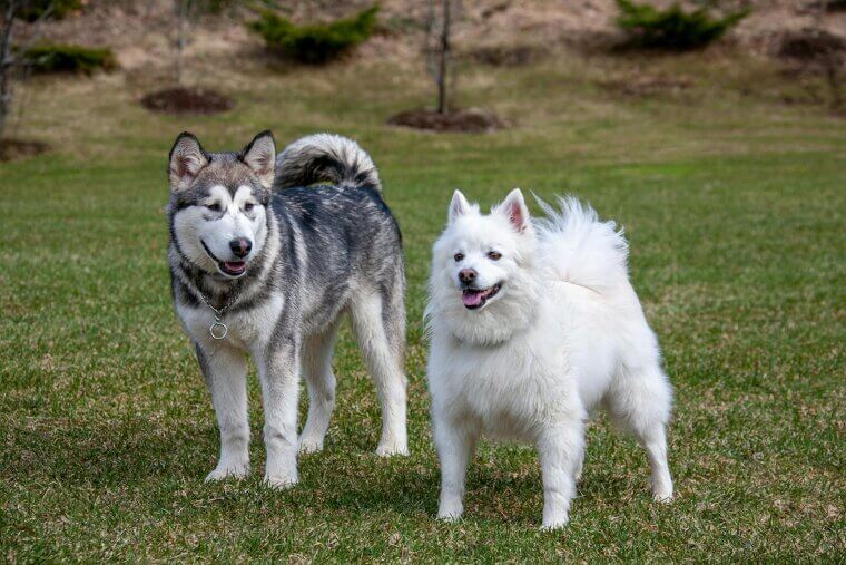 The Best Dog Breeds for Low-Maintenance Owners