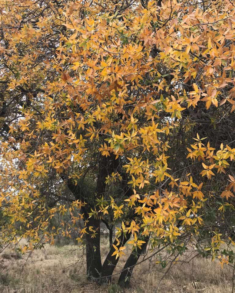 Fall in Texas- 12 Places to See Amazing Fall Colors in Texas