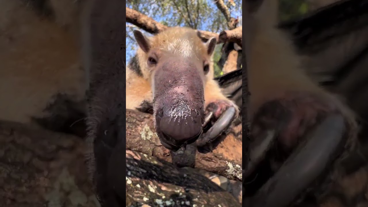 Hogan the sloth enjoys a cozy morning nap