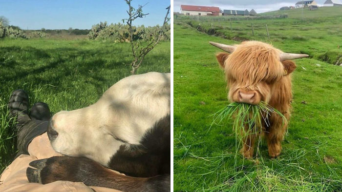 39 Adorable Cows That Might Uplift Your Moo-d