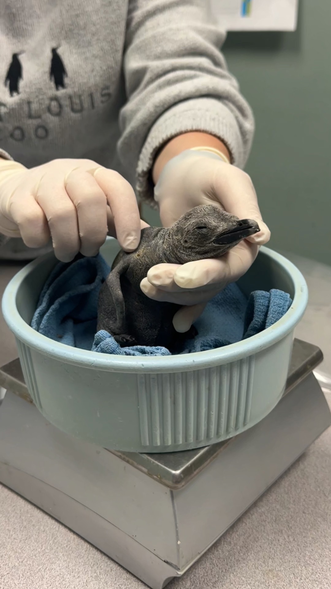 Baby penguins born at Saint Louis Zoo