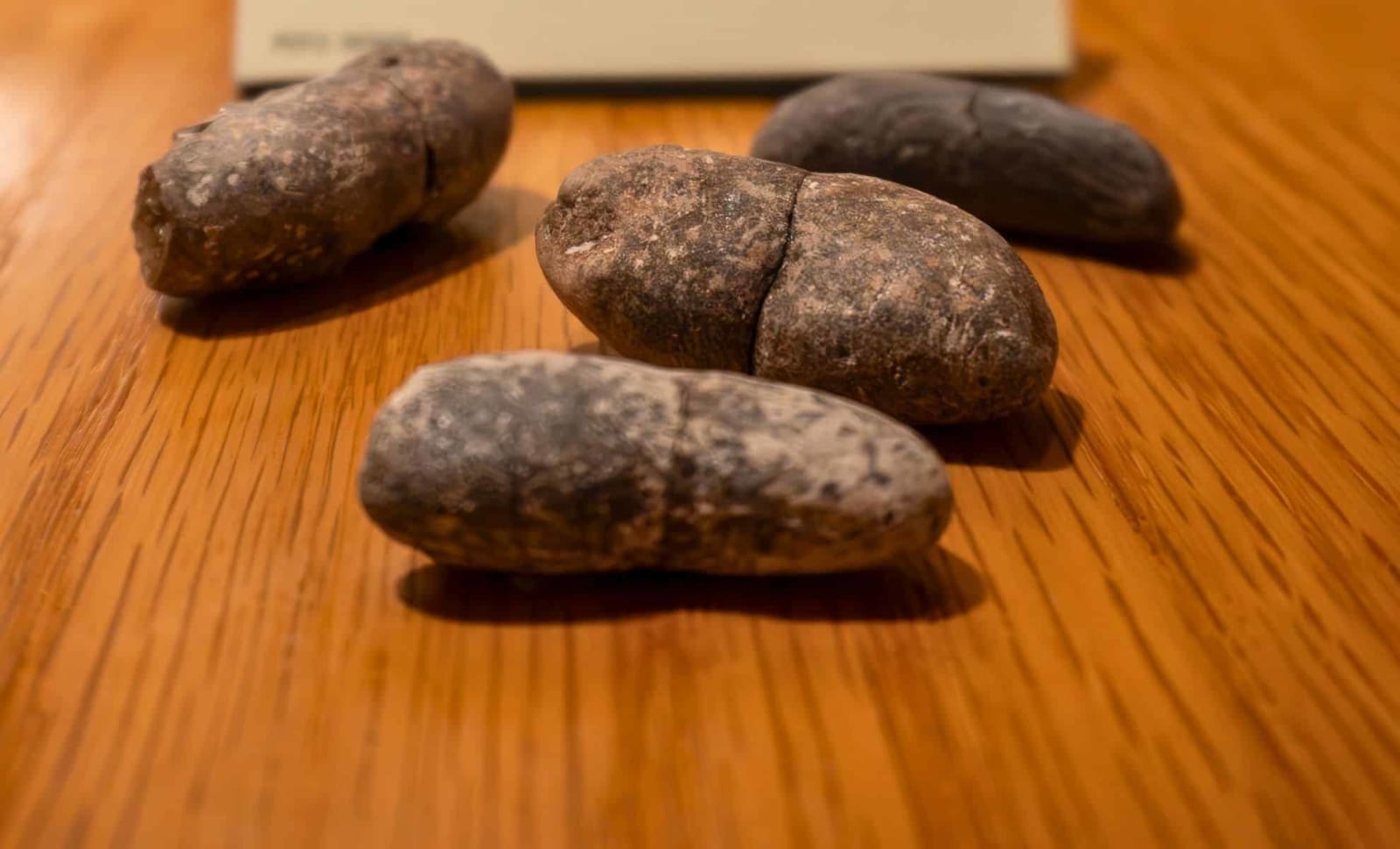 For 300 Million Years, Fossilized Poop Was Trapped in Stone — And It’s ...