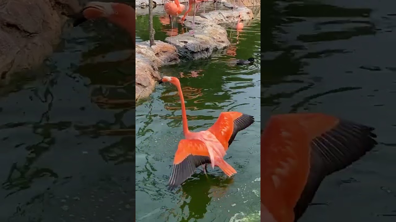 Flamingos enjoy the sunshine at the zoo lagoon