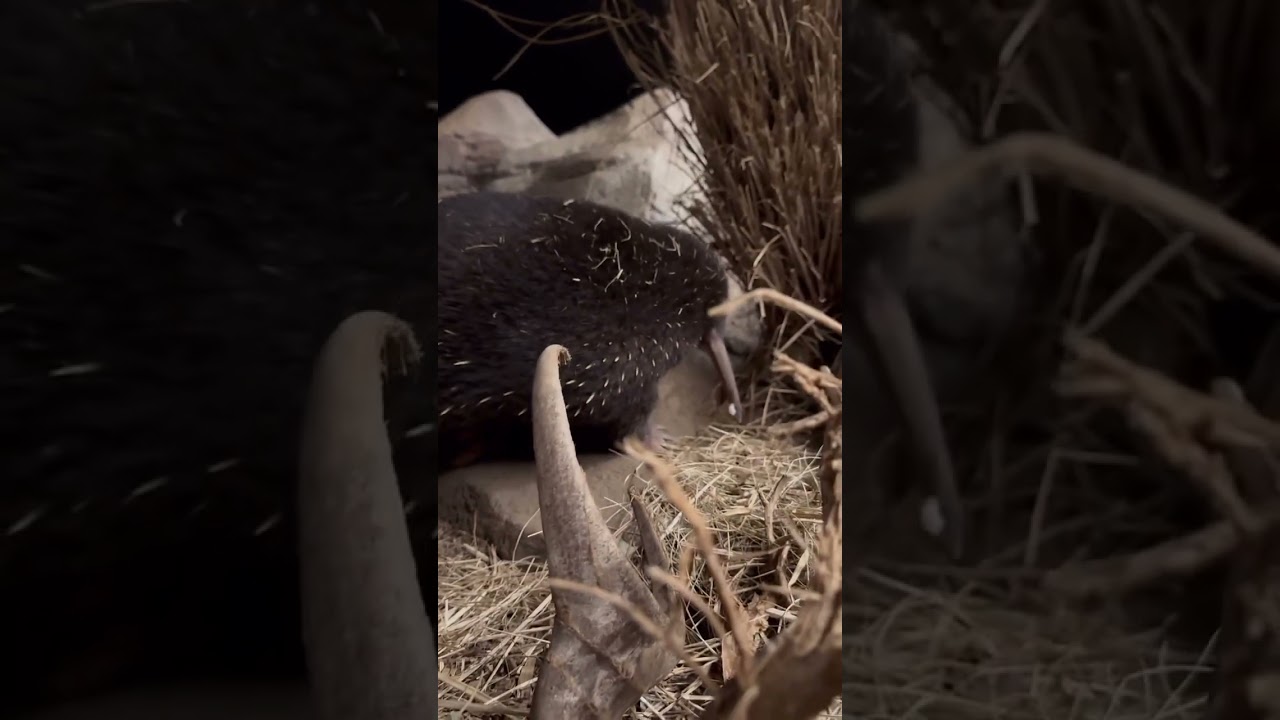 Camera catches a not-so-smooth animal exit surprise