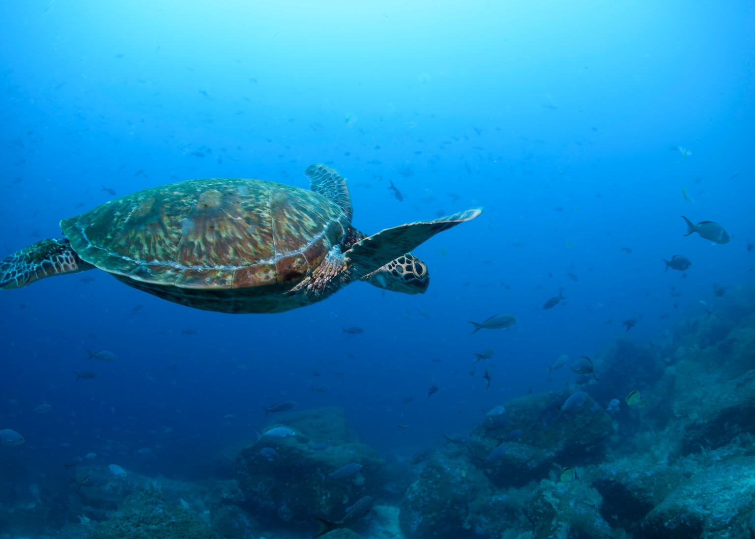 Nations ratify the world’s first treaty to protect international waters