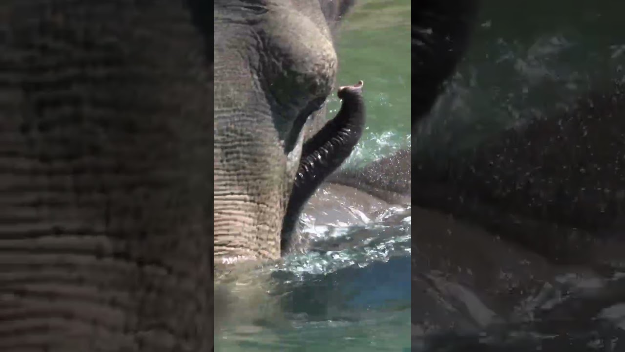 Tiny elephant learns to swim in a gentle lesson