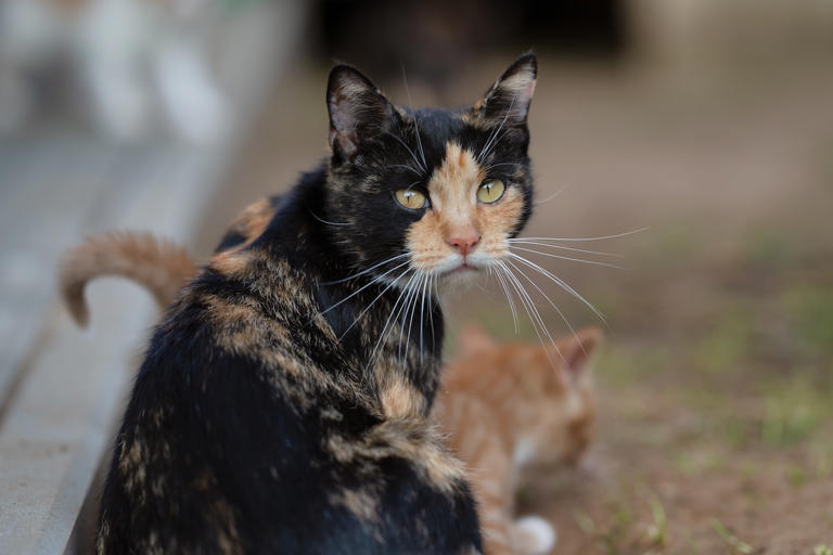 Stray Tortoiseshell Cat Introducing Her Kittens To the Woman Who Feeds ...