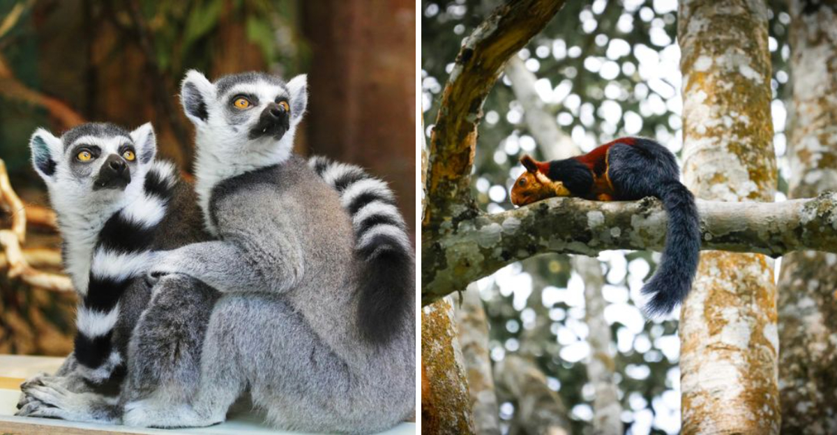 10 Bushy-Tailed Animals From Around The World