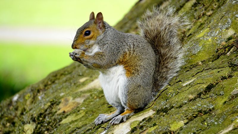 10 Bushy-Tailed Animals From Around The World