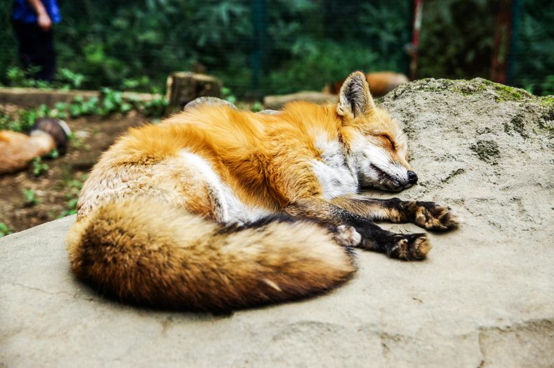 10 Bushy-Tailed Animals From Around The World