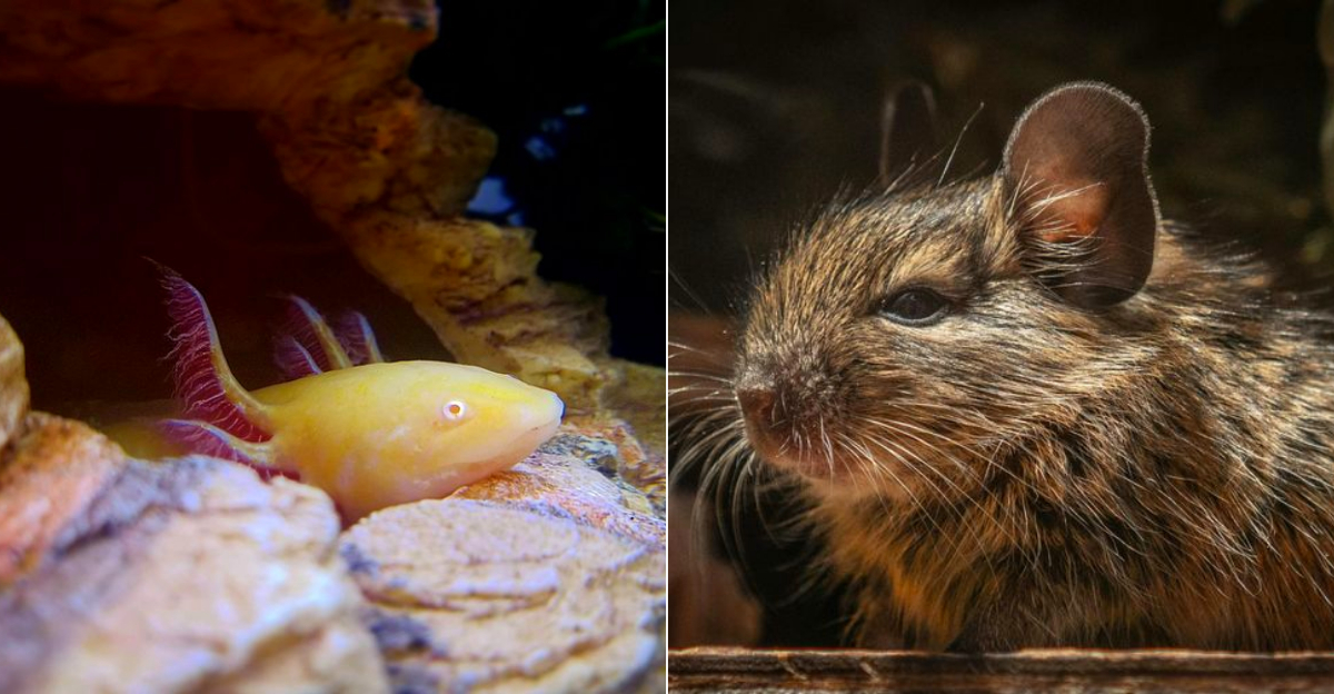 10 Small Pets That Live Longer Than Expected