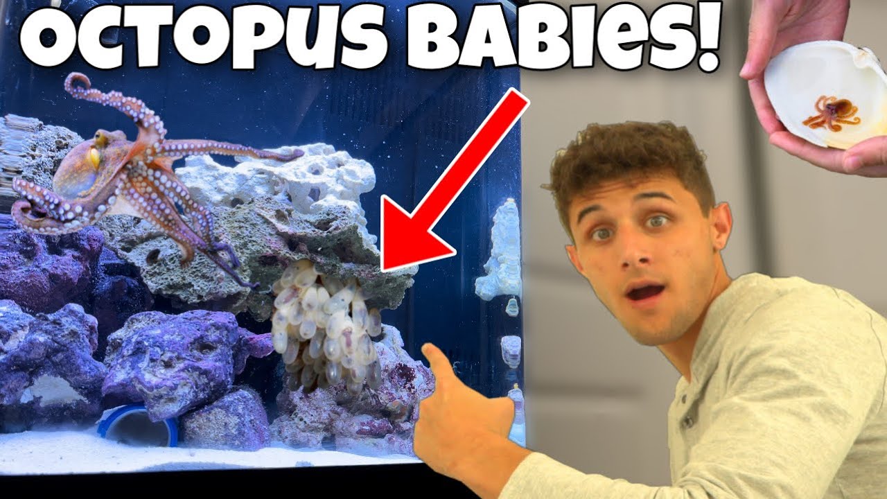 My pet octopus had babies!