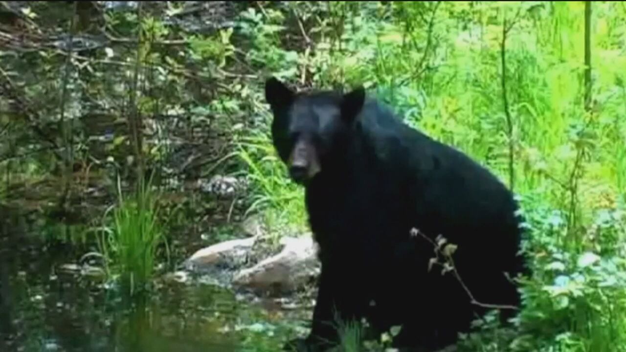 FWC lowers the number of bear hunting permits to be issued