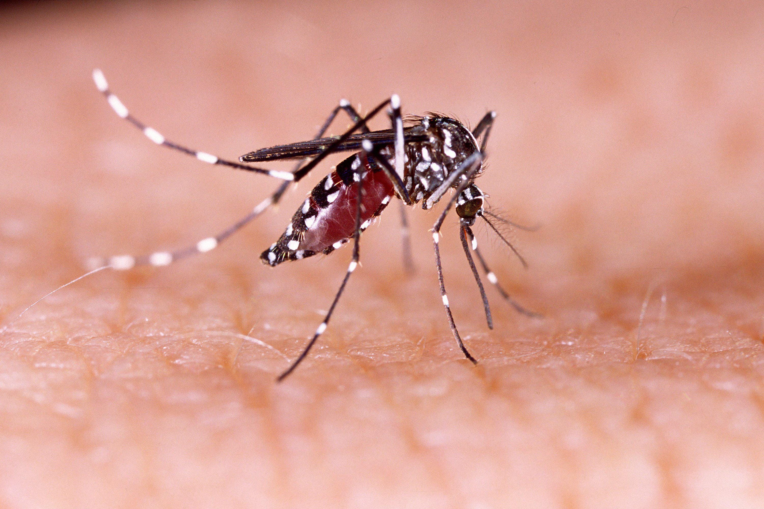 Warm temps stoke fears of mosquitoes in county. How to fend them off