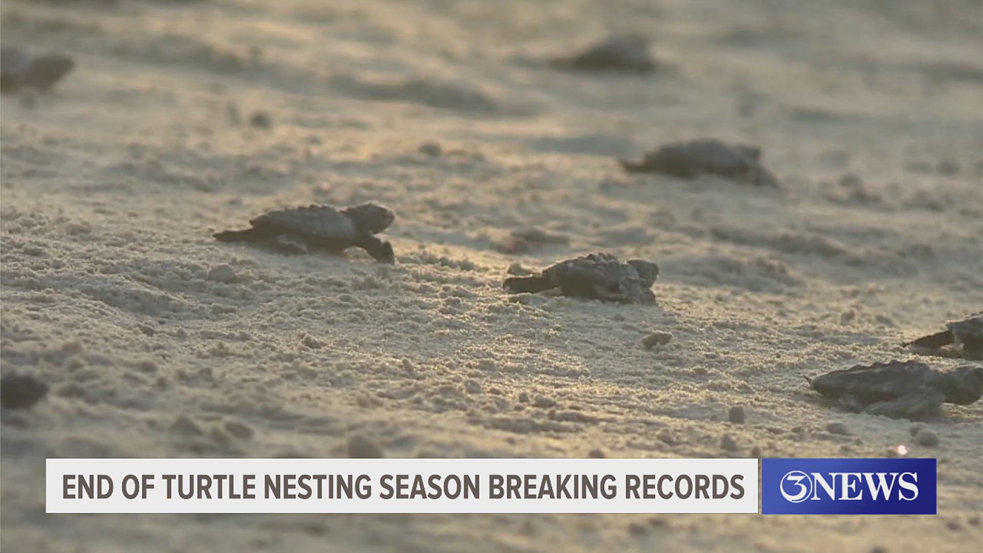 Record-breaking turtle nesting season in Corpus Christi