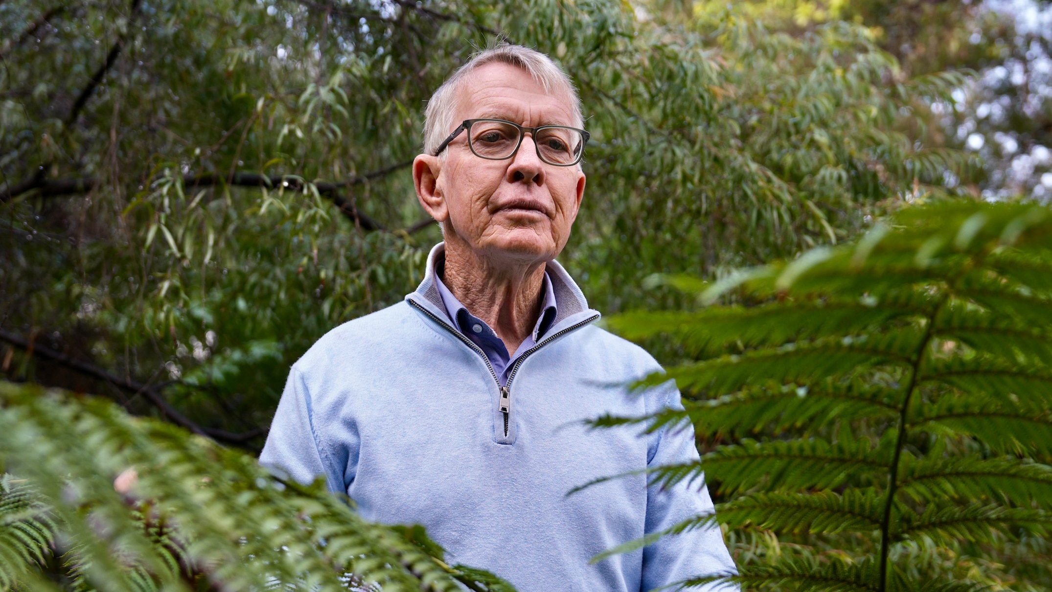 Tasmania's tree fern trade accused of 'greenwashing' over native forest ...