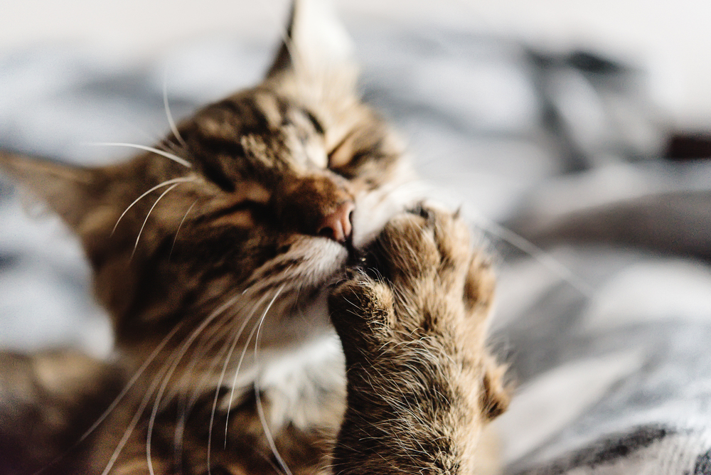 18 Unique Hybrid Cat Breeds